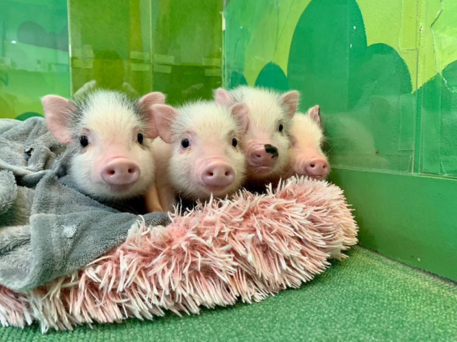 Mipig Cafe: Micro Pig Cafe That Lets You Cuddle With Adorable Pigs