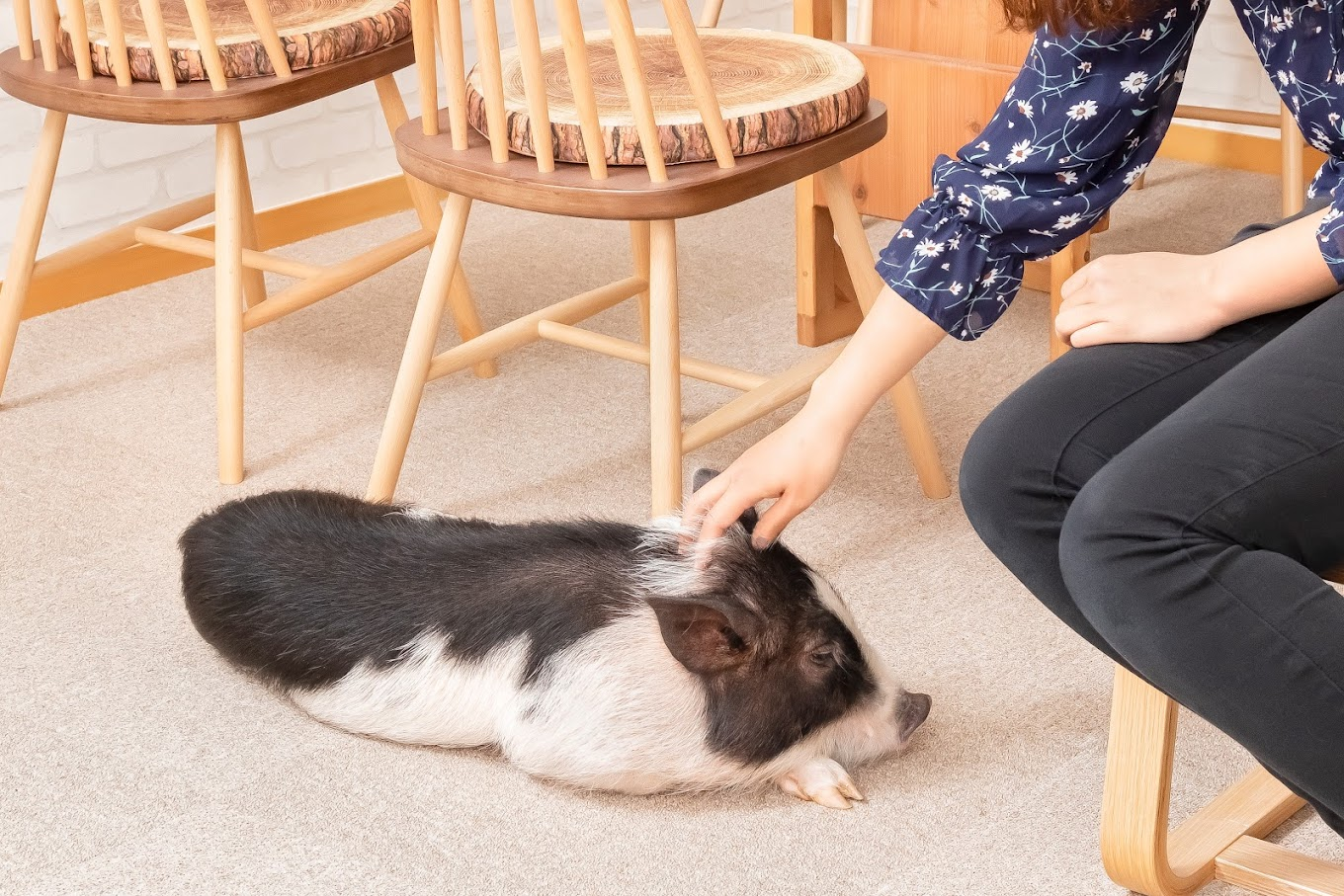 Mipig Cafe: Micro Pig Cafe That Lets You Cuddle With Adorable Pigs