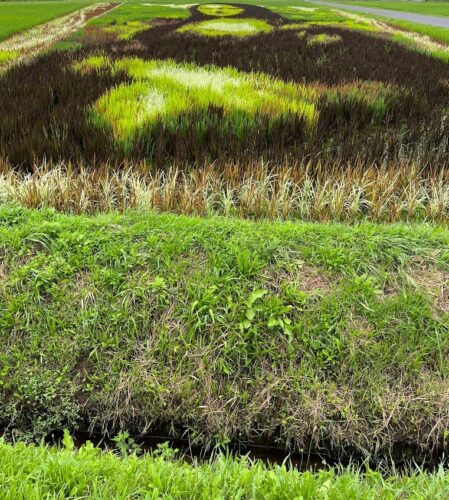 Inakadate Tanbo Art: Annual Event That Showcases Colourful Rice Paddy Art