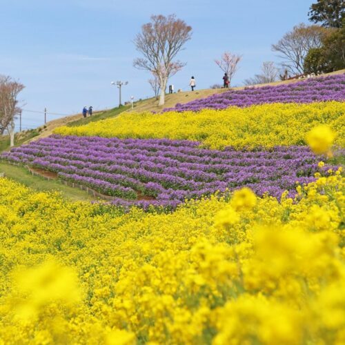 Mother Farm: Family-Friendly Park With Flower Fields & A Petting Zoo