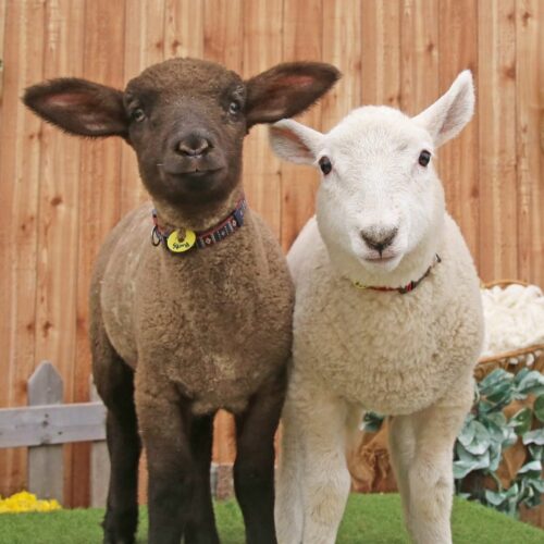 Mother Farm: Family-Friendly Park With Flower Fields & A Petting Zoo