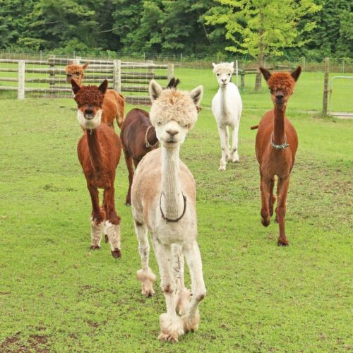 Mother Farm: Family-Friendly Park With Flower Fields & A Petting Zoo