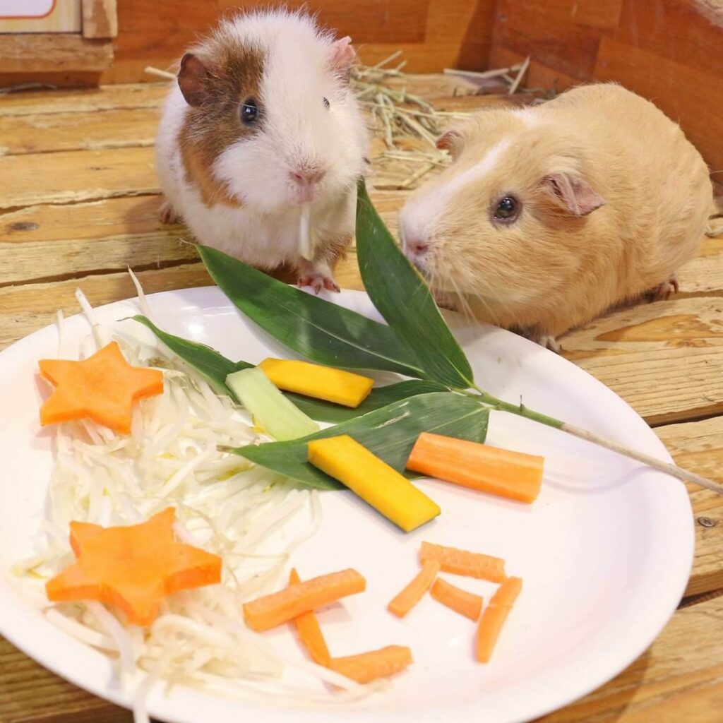 Mother Farm: Family-Friendly Park With Flower Fields & A Petting Zoo