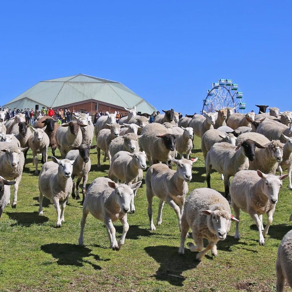 Mother Farm: Family-Friendly Park With Flower Fields & A Petting Zoo