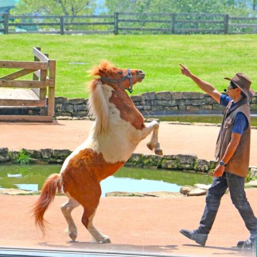 Mother Farm: Family-Friendly Park With Flower Fields & A Petting Zoo