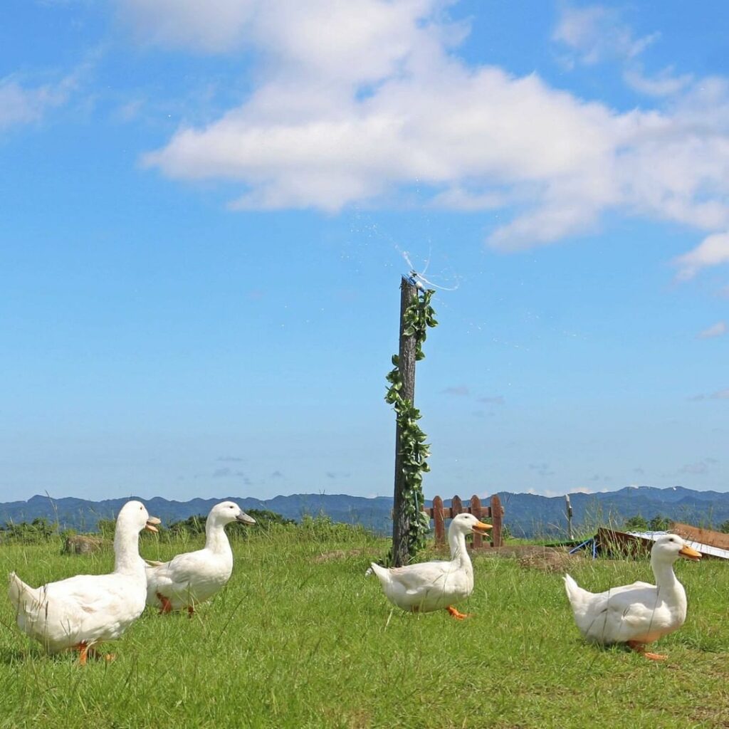 Mother Farm: Family-Friendly Park With Flower Fields & A Petting Zoo