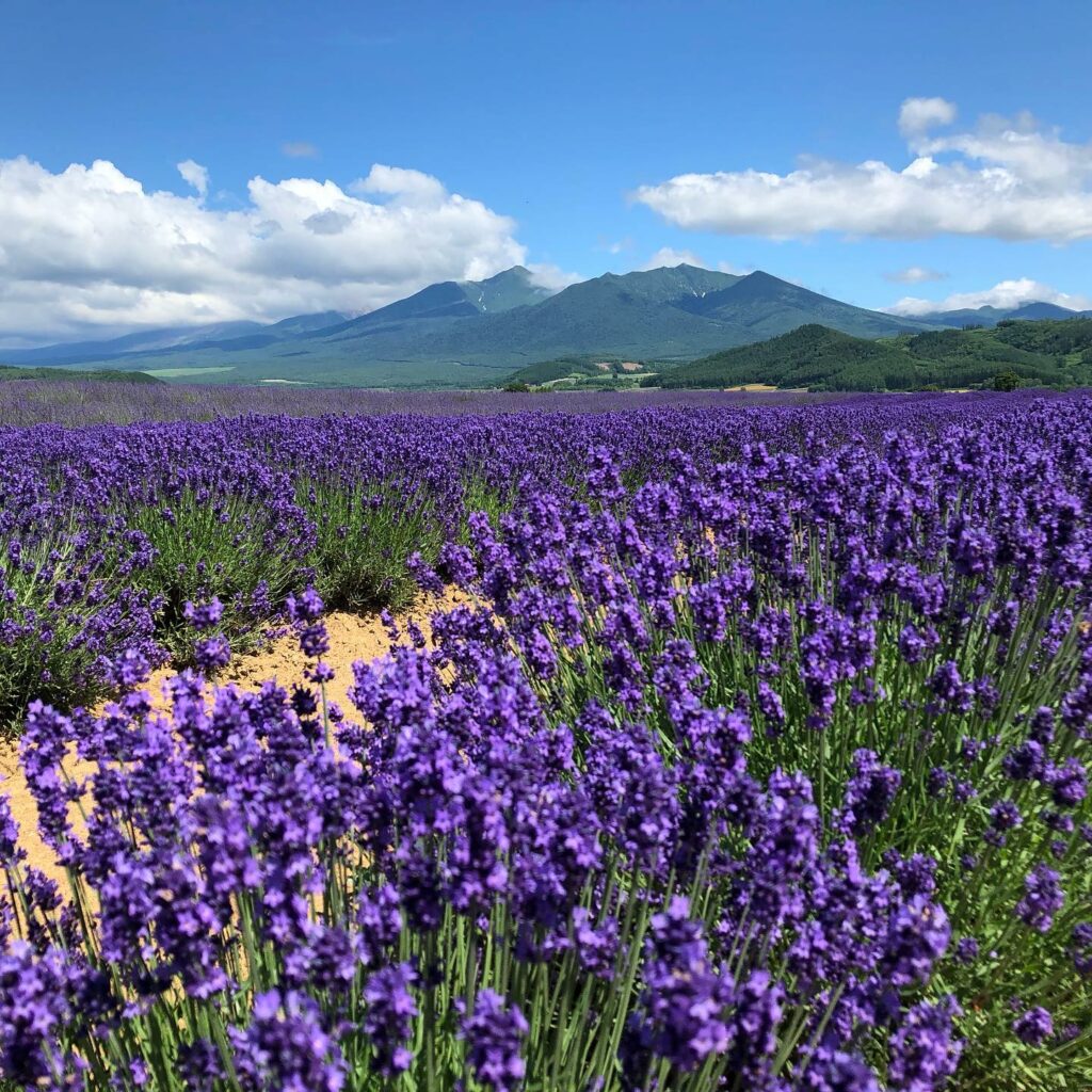 8 Japanese Farms Where You Can Live Out Your Dutch Milkmaid Dreams