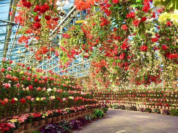 Nabana no Sato: Flowers & Lights Galore In This Seasonal Theme Park