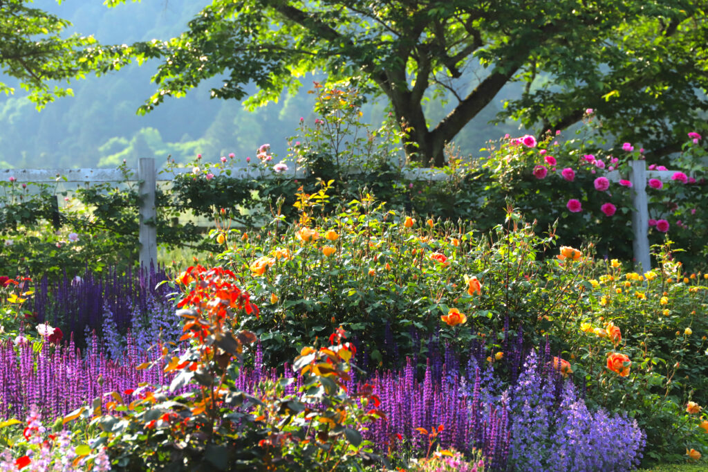 Rosa & Berry Tawada: Fulfil Your Garden Fantasy With Shaun The Sheep
